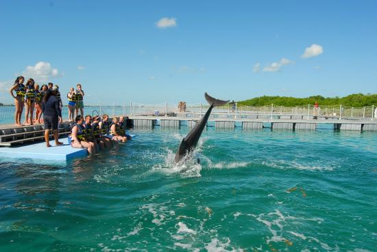 Cuba attractions – Swim with dolphins