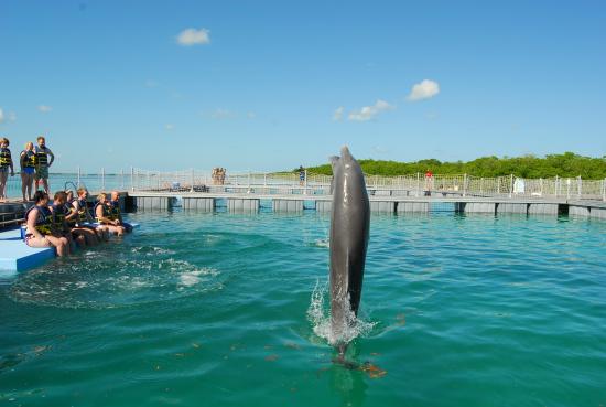 Cuba attractions – Swim with dolphins