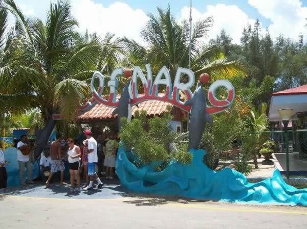 Cuba attractions – Dolphins' Show ( Swim with dolphins )