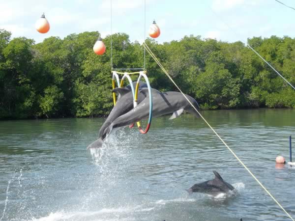 Cuba attractions – Dolphins' Show ( Swim with dolphins )