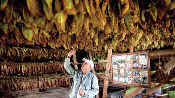 Atracciones en Cuba - Finca Alejandro Robaina
