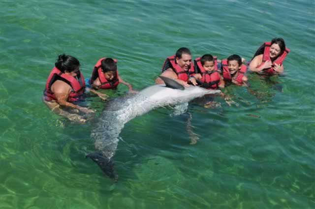 Cuba attractions – Dolphins' Show ( Swim with dolphins )