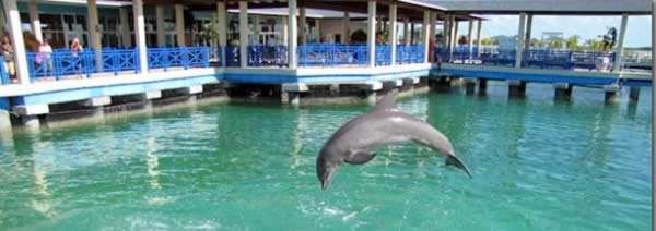 Cuba attractions – Dolphinary - Swim with Dolphins