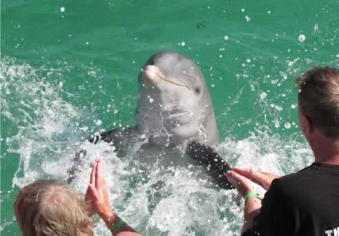 Cuba attractions – Dolphinary - Swim with Dolphins