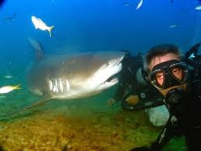 Cuba attractions – Diving with sharks