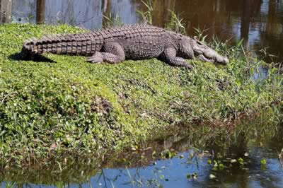Cuba attractions – Zapata Swamp National Park