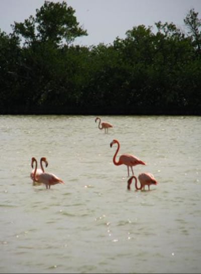 Cuba attractions – Zapata Swamp National Park